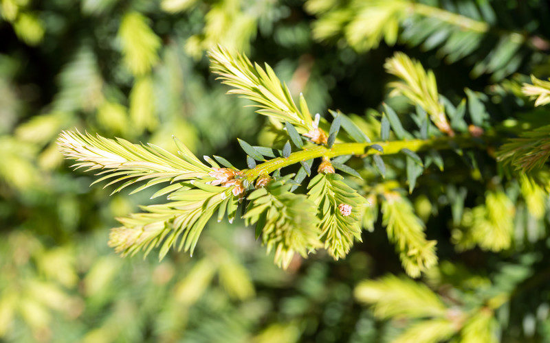 Easy Plant Identification Techniques for Homeschool Science Kids ...